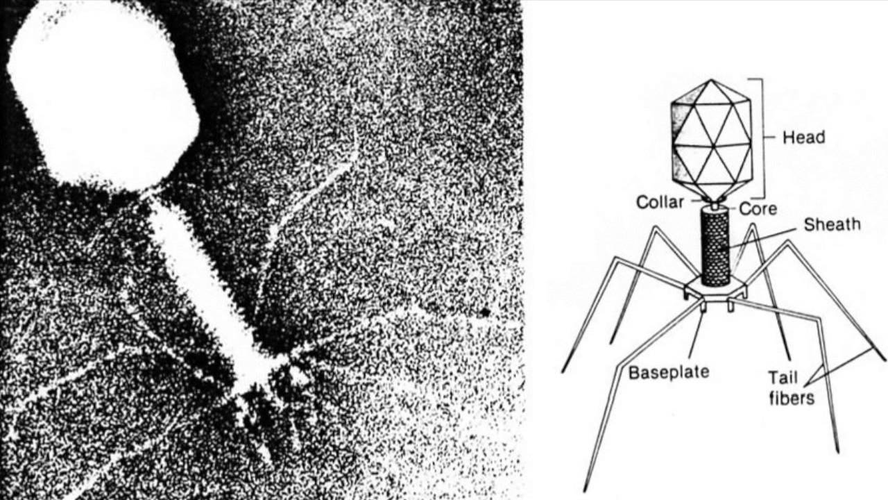 Molecular Biology Supports Evolution: Brief Introduction - YouTube