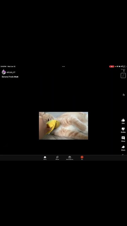 The YouTube algorithm messed up - YouTube