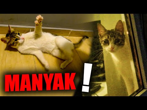1 Günlüğüne Kedi Bakıcısı Oldum - Pamukla Bir Gün