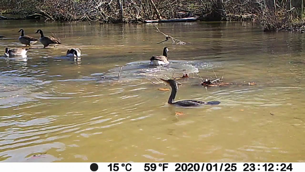 Goose Stealing & Other Wildlife February 2020 - YouTube