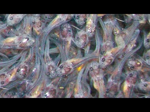 Baby catfish production | how to hatch catfish - YouTube