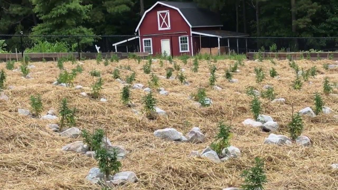 Hemp Inc Cloning room starts 2018👍 Cloning Room DONE AND FULL MARCH ...