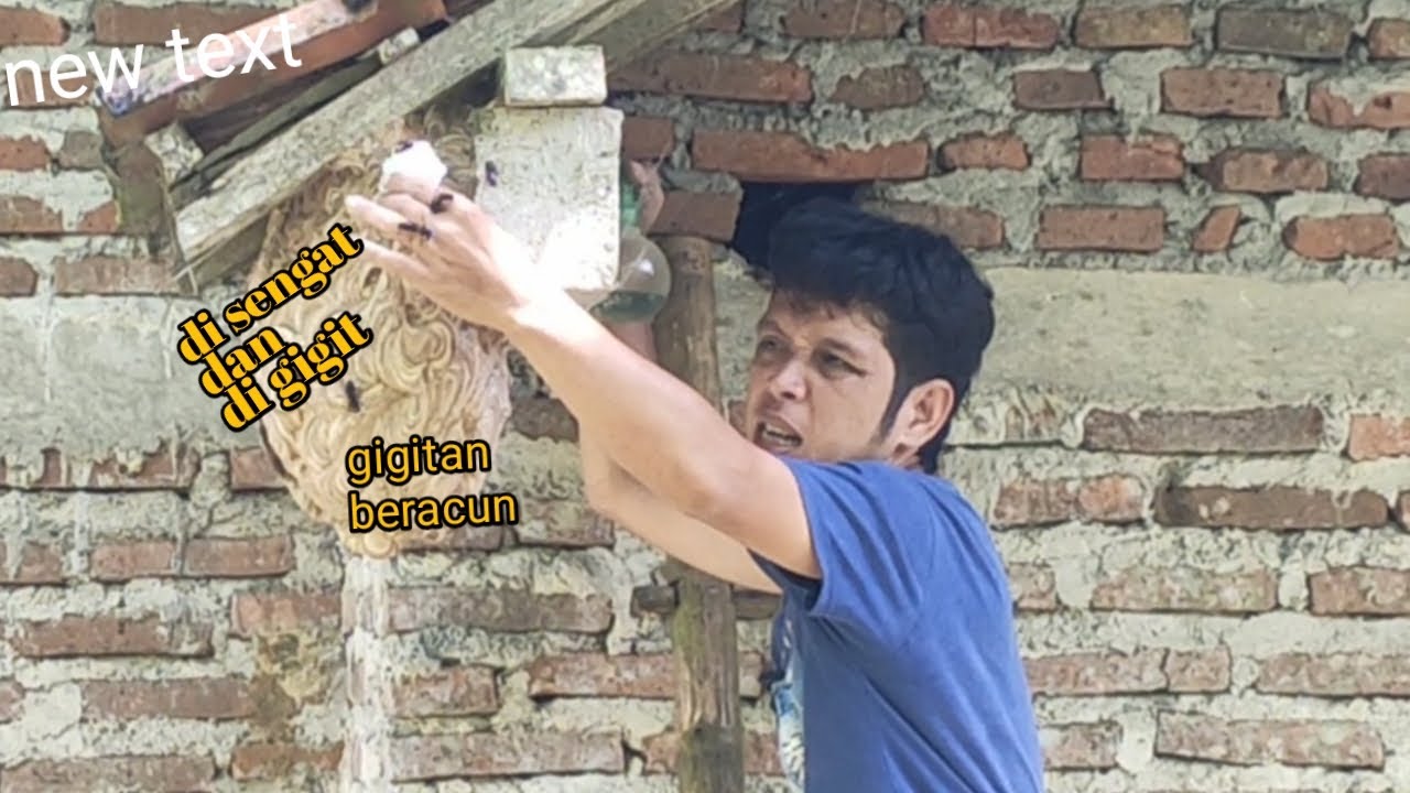 BAHAYA!! DISENGAT DAN DI GIGIT TAWON VESPA - YouTube