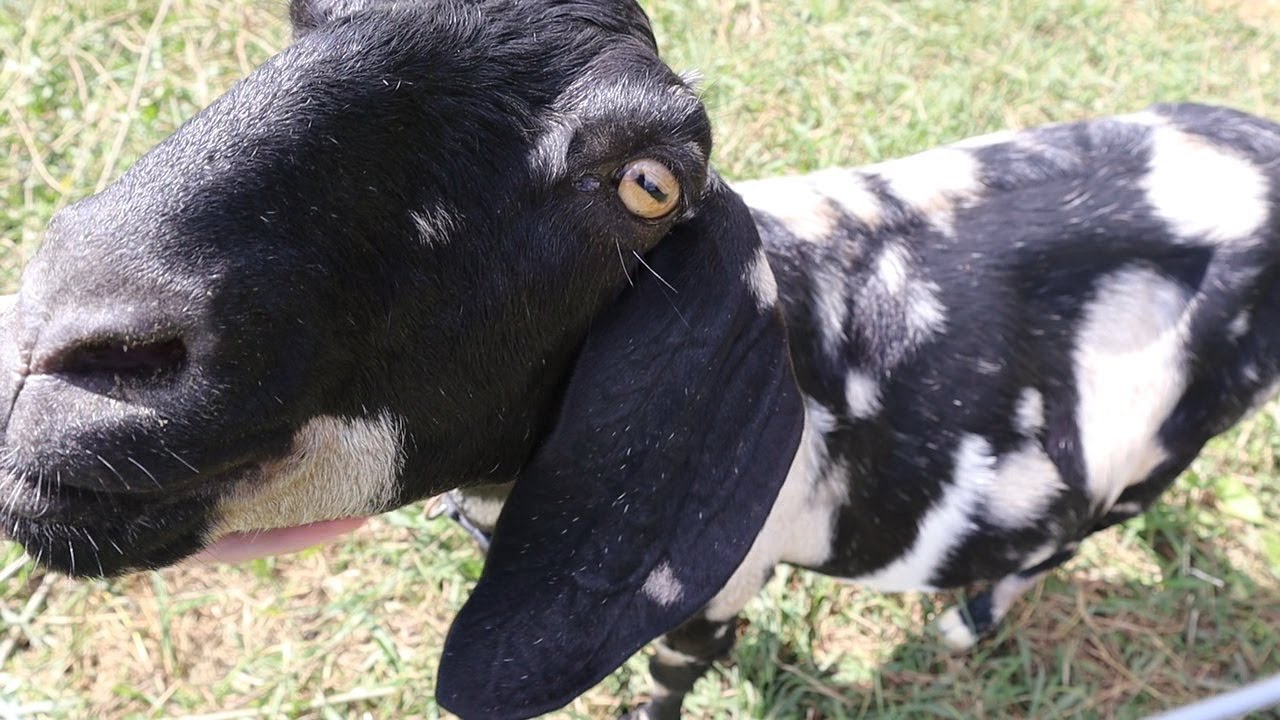 Goat Snacks and Cornish Cross (realization of a dream) - YouTube