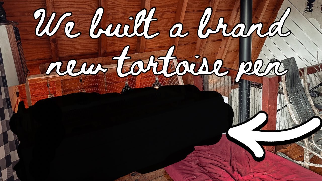 OUR CUSTOM BUILT TORTOISE PEN - YouTube