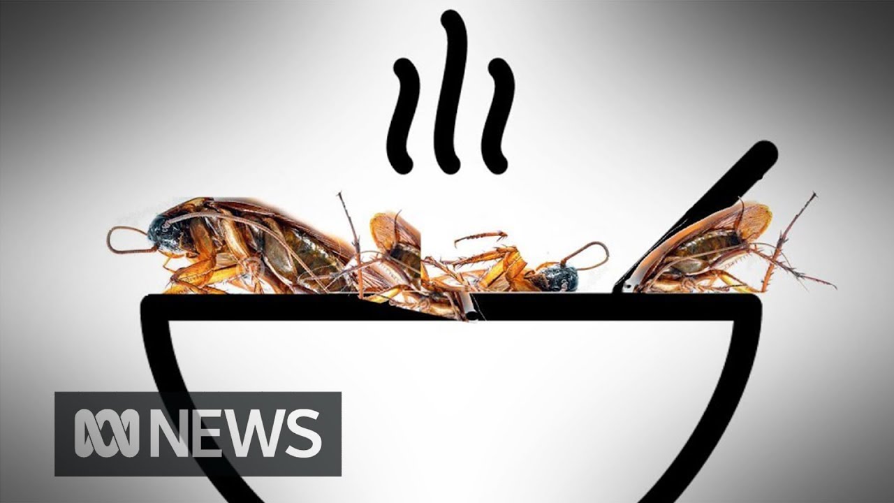 Are you ready to eat insects for lunch? | ABC News - YouTube