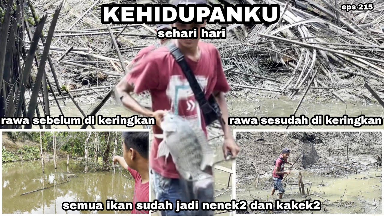 org kaya ini super nekat keringkan rawa yg luas & dalam demi ikan2 yg ...