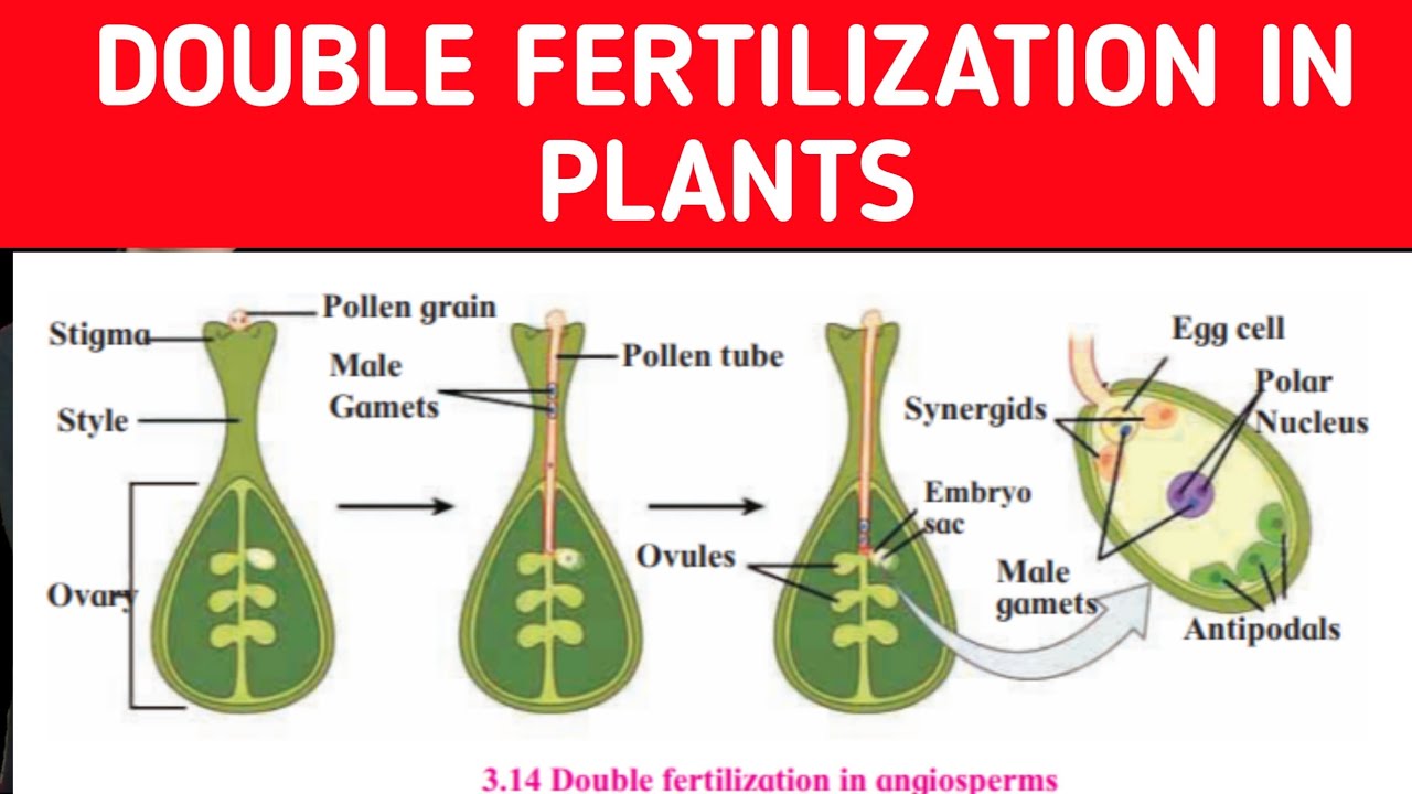 Sexual Reproduction in plants | Double fertilization in plants | Full ...