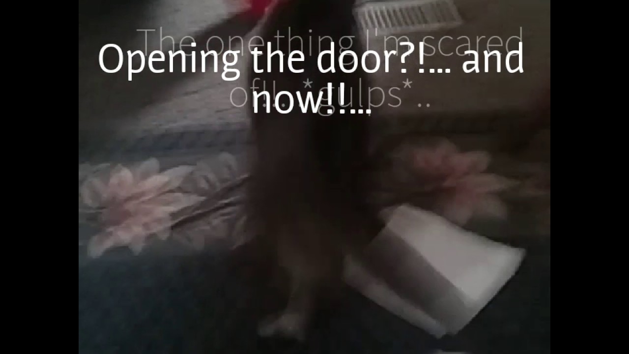 BREAKING NEWS!!! The monster is attacking!! XD - YouTube