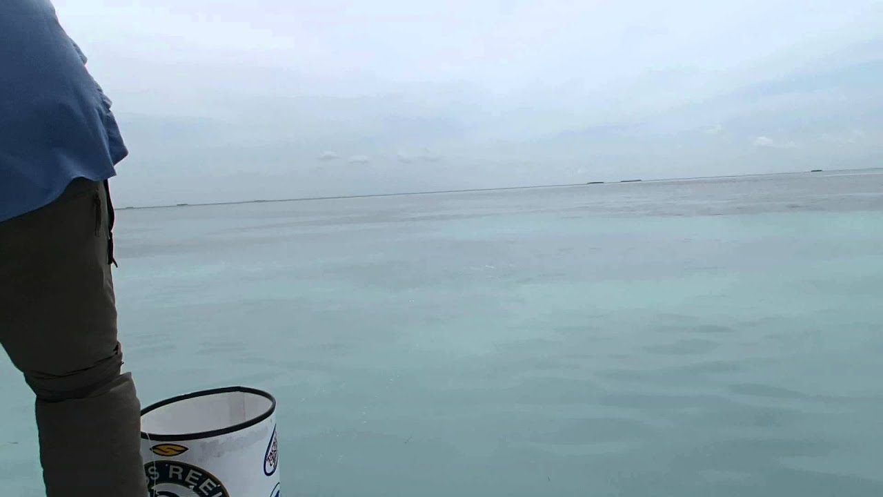 Tarpon Fly Fishing Bite And Miss - YouTube