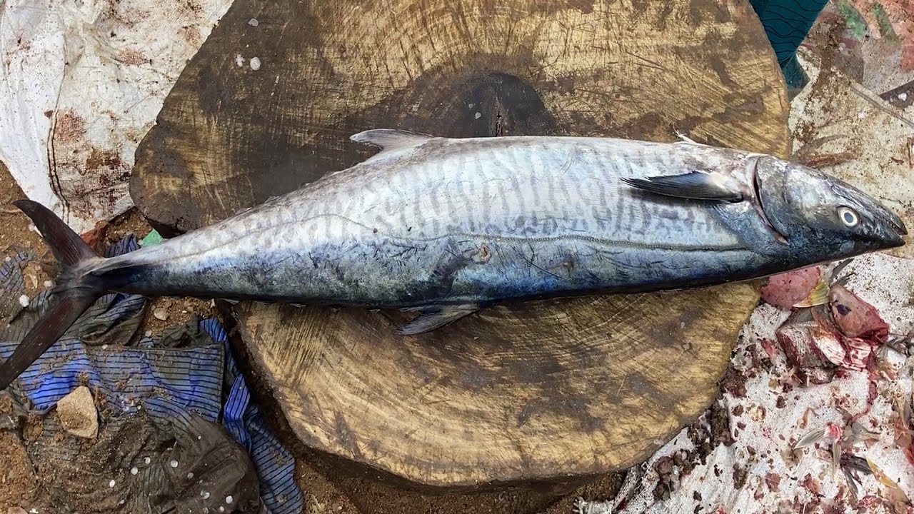 650 Rs/$8.69 Per Kg, Quick Cuts of Vanjaram Fish - YouTube