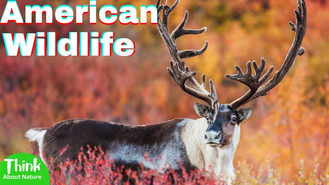 Wild America: A Journey Through Our Nation's Stunning Wildlife - YouTube