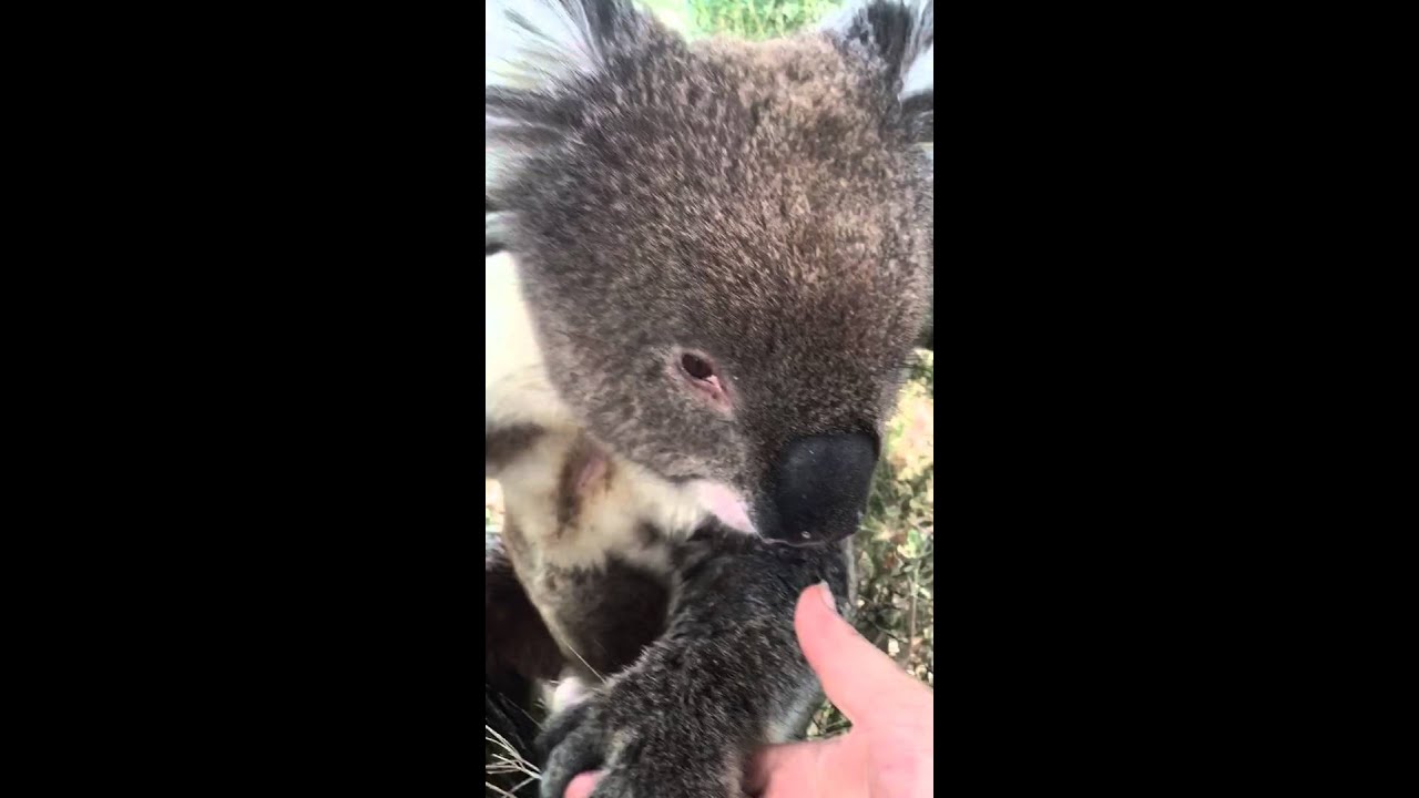 Koala Belly rub in backyard - YouTube