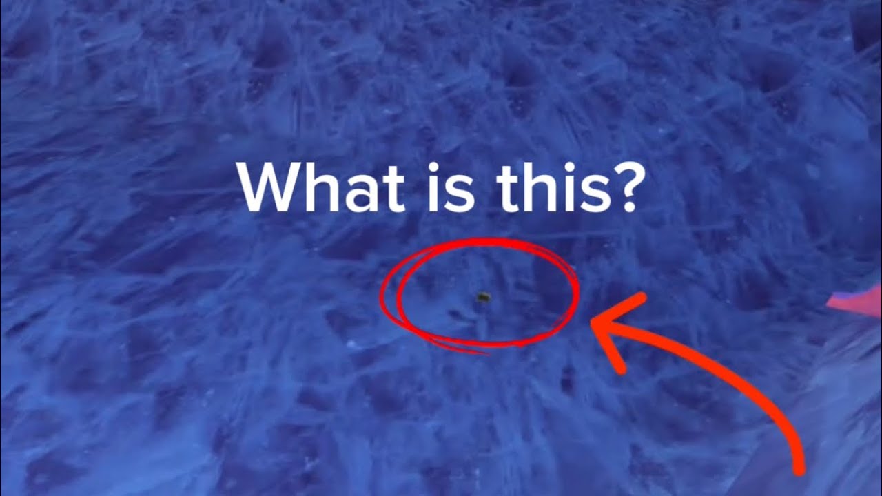 Joining 2 forbidden ghost code in Gorilla tag - YouTube