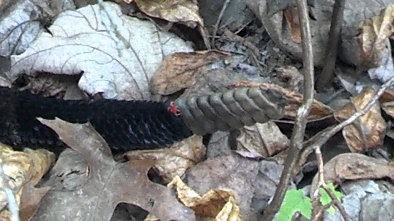 Timber Rattlesnake Tracks Field Update for 9-14-12 by Earthshine Nature ...