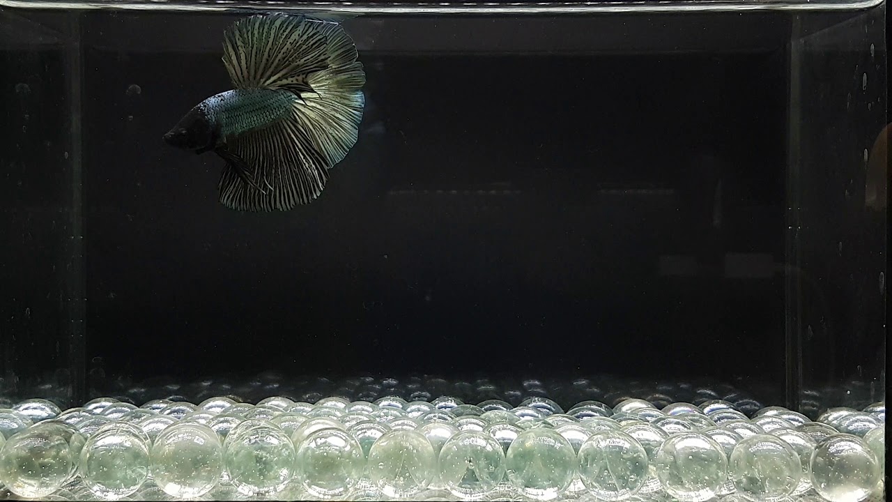 Male Betta: MY234 Copper Devil Black Head Half Moon Premium Rare - YouTube