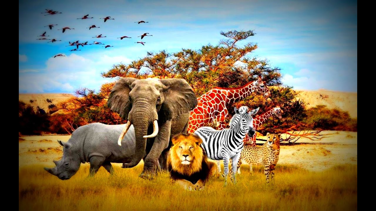 Wild Animals Sound - YouTube