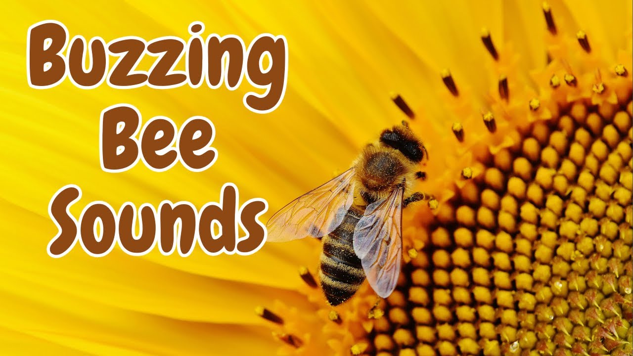 Bee Sounds, Bees Humming, Therapeutic Bee Noises, Bees Buzzing, Bee ...