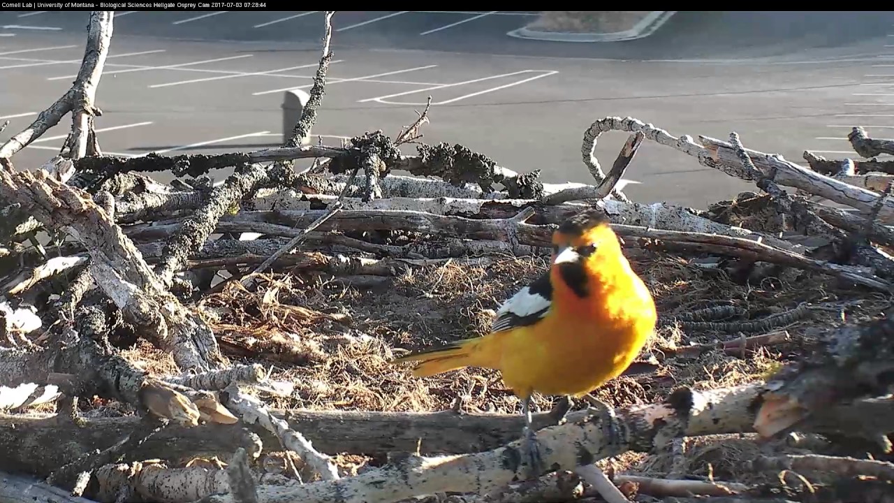 Male Bullock's Oriole Visits the Hellgate Nest – July 3, 2017 - YouTube