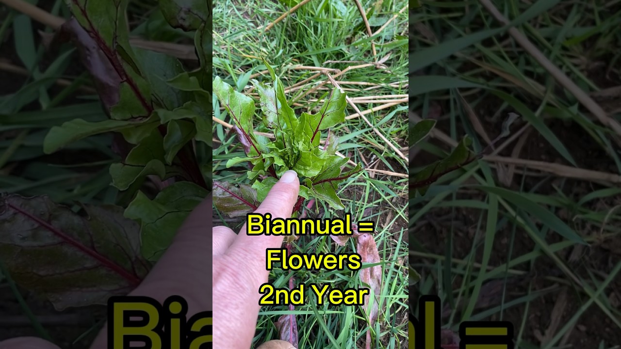 Plan Now To Save Beet Seeds - YouTube