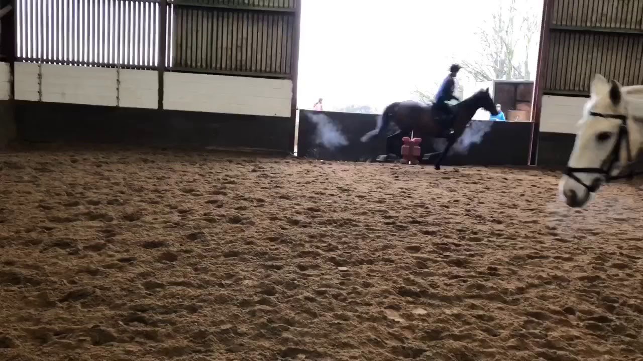 East Lodge Farm- Jumping the new horse Whisper! 😍 - YouTube