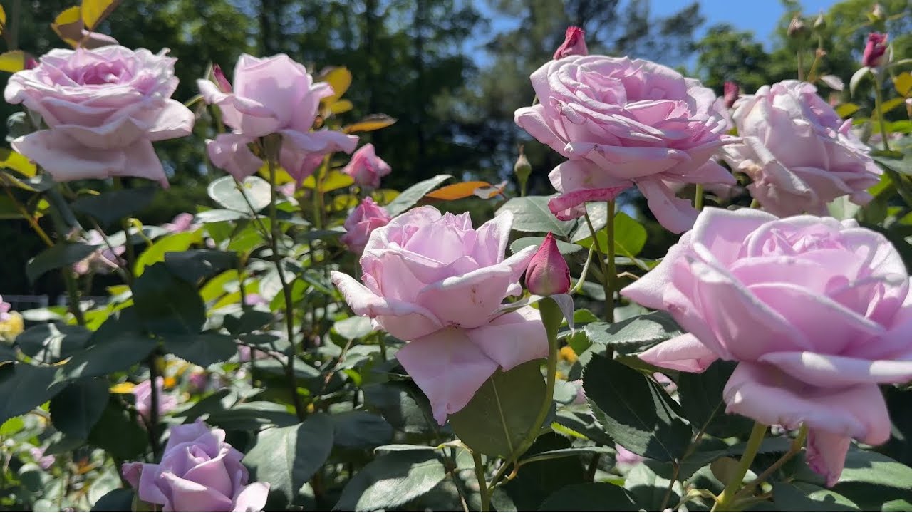 Jindaiji Botanical Garden Rose Festival 2024 Spring (Start: May 8 ...