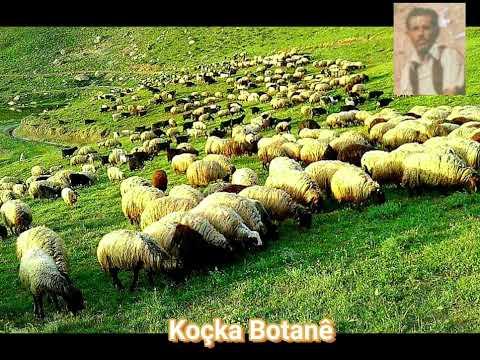 Êvare xweş êvare Mihemê Emerê cangîr Şirnex