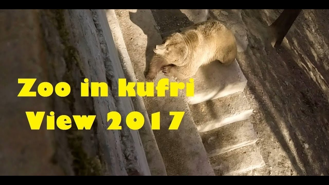 Himalayan Wildlife Zoo Kufri, Shimla - YouTube