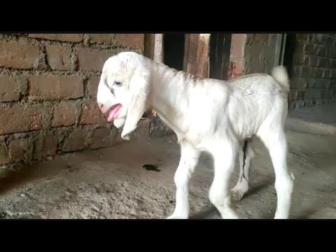 goat baby sound, goat baby sound video, baby goat sound effect, baby ...
