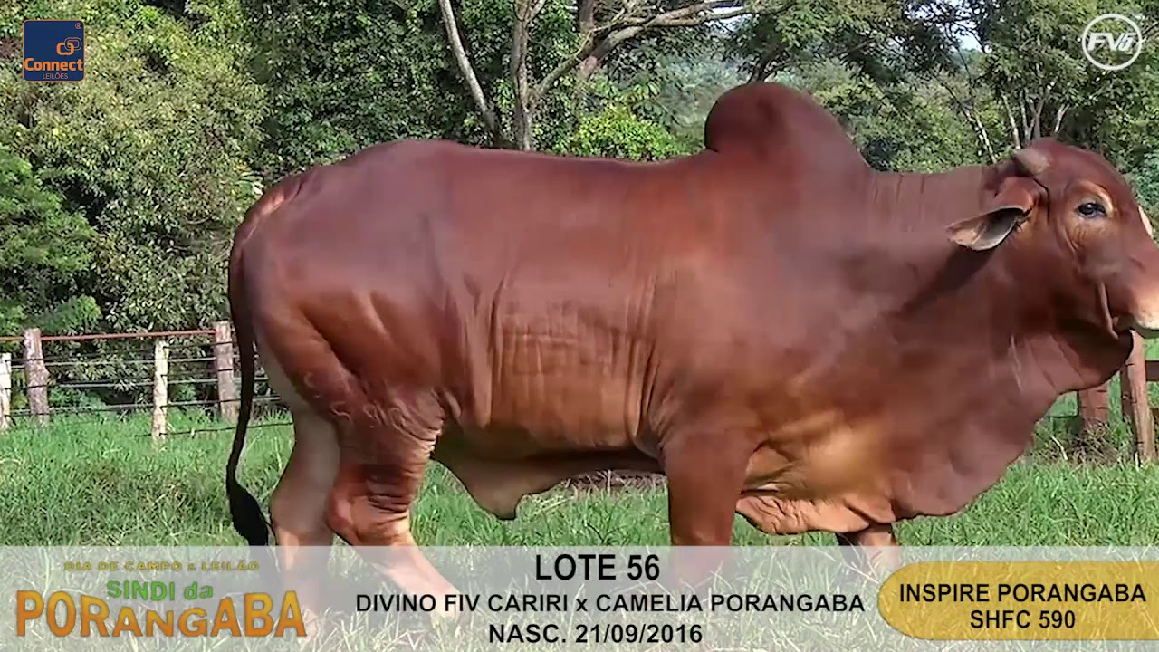 LOTE 56 - YouTube