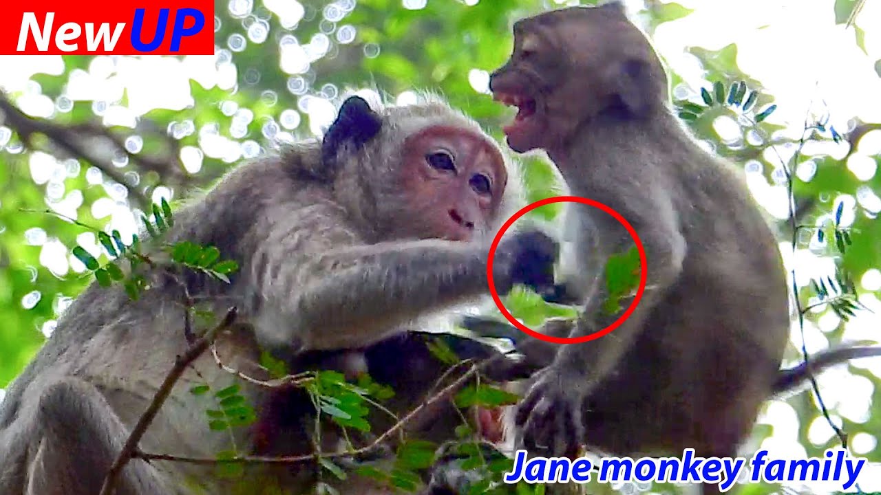 OMG_Jonna super sc@re when Jade warn b!ting not involve her kid falling ...