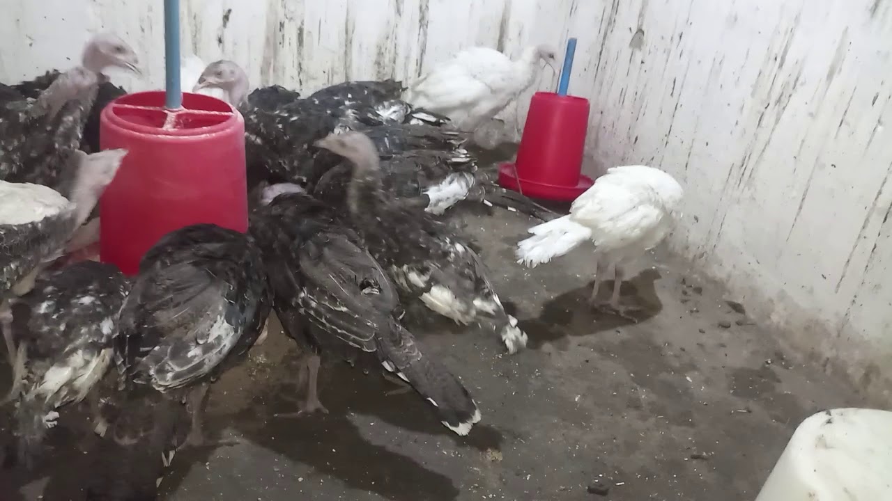 Turkey Poultry farm clean - YouTube