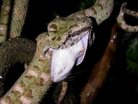 My Eyelash viper eats two popcorn mice in "one shot!!" :) Part 1 - YouTube