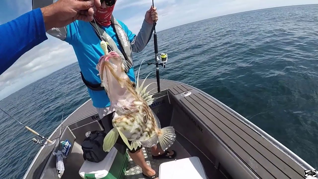 Chasing a few reefies after a fun morning softbait sesh - reel kiwi ...