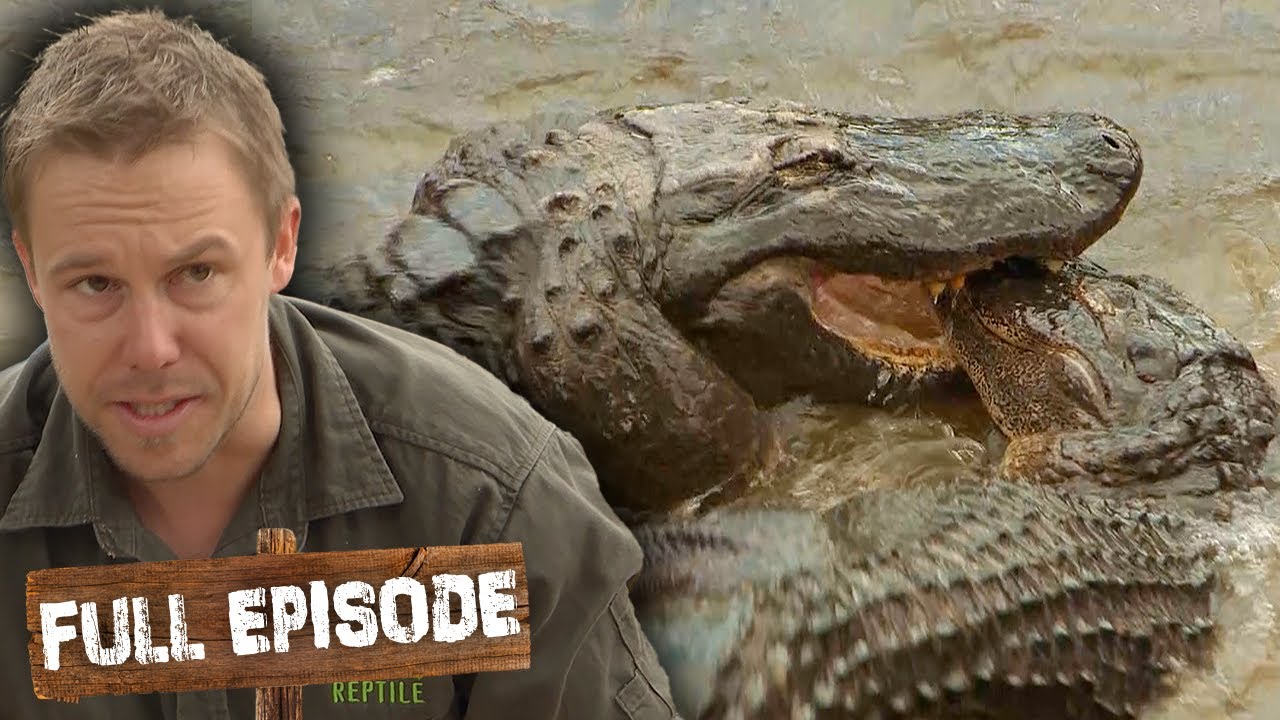 Tim Has To Stop a Massive Alligator FIGHT!😰 | The Wild Life Of Tim ...