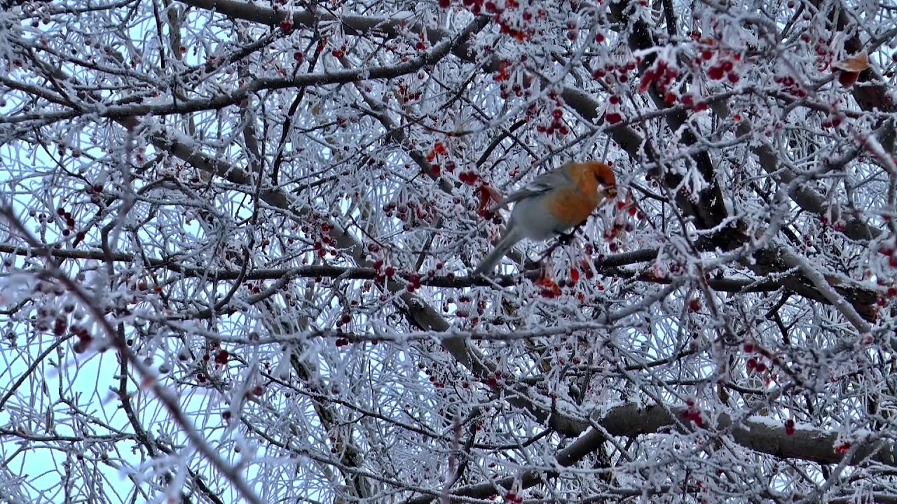 Robin In Tree - Royalty Free Stock Footage - YouTube