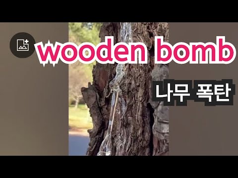 나무 폭탄☣️ wooden bomb 📽️📽️ - YouTube
