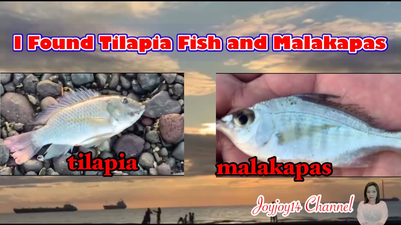 I Found Tilapia Fish and Malakapas | Joyjoy14 Channel - YouTube