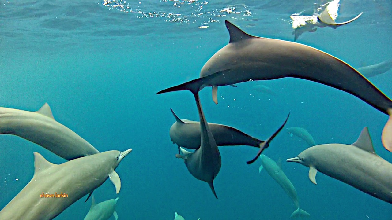 Dolphin Mega Pod Try Talking Costa Cetacea Media Shawn Larkin - YouTube