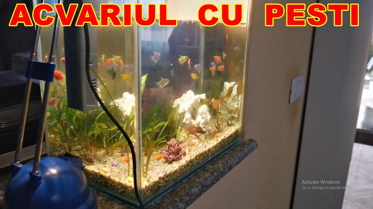 Am amenajat primul nostru acvariu cu pești și plante naturale🐠🐟🐡 Ce ...