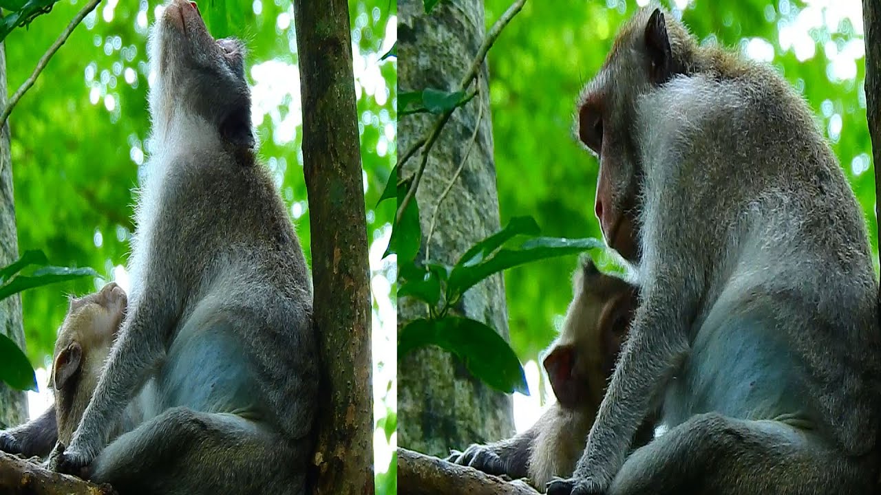 when Jane to lift up a milk Jonna to cried for milk Because to high she ...