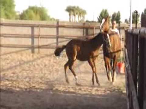 SOLD - APHA / AQHA A Good Machine weanling filly - YouTube