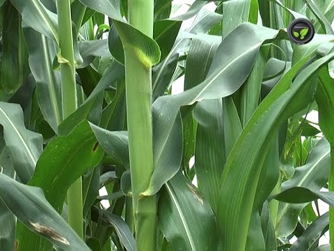 Fodder Maize, Rhodes grass and Para grass - YouTube