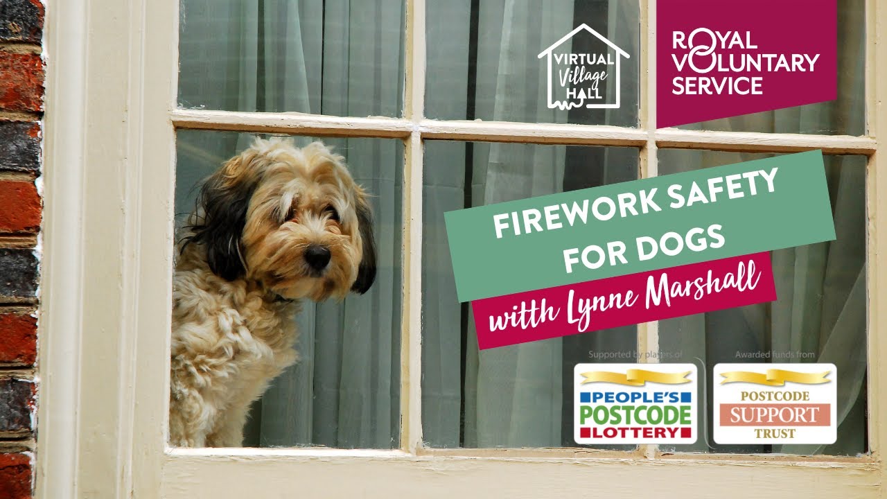 Firework safety for dogs with Lynne Marshall🐶 - YouTube