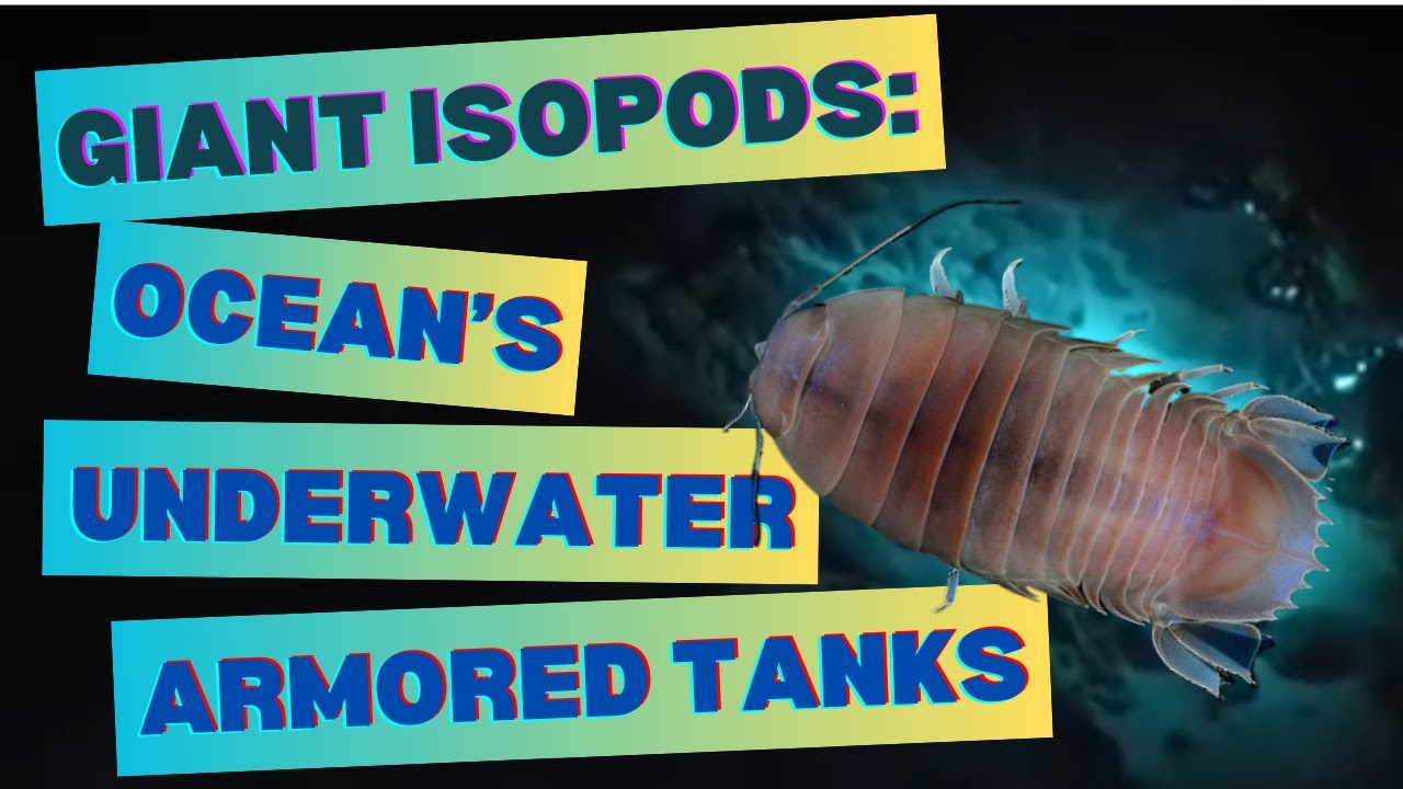 Giant Isopods - Ocean's Underwater Armored Tanks - YouTube