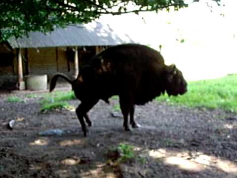 European Bison taking a crap - Wisent kakt - Un bisonte europeo defeca
