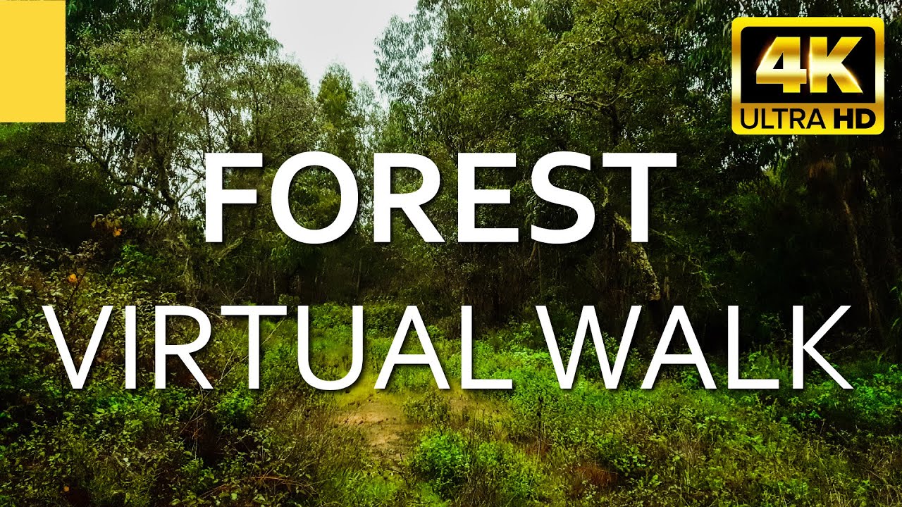 4K Virtual Hike through a green Forest (with Nature Sounds ...