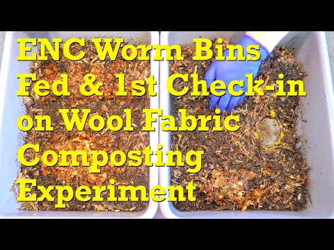 Minimally invasive 1st check on wool composting experiment in ENC worm ...