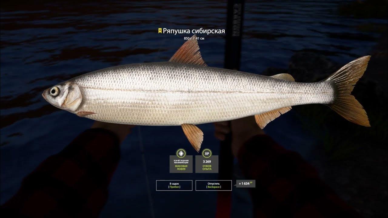 Ряпушка сибирская трофф р Нижняя тунгуска рр4 - YouTube