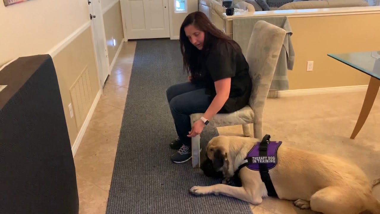 Mastiff therapy dog training - YouTube